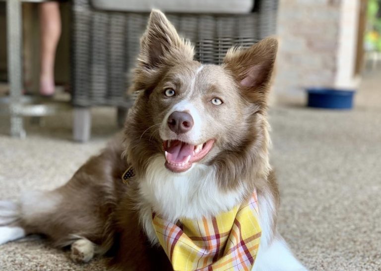 11 Best Border Collie Colors (Markings, Coats & Pictures)
