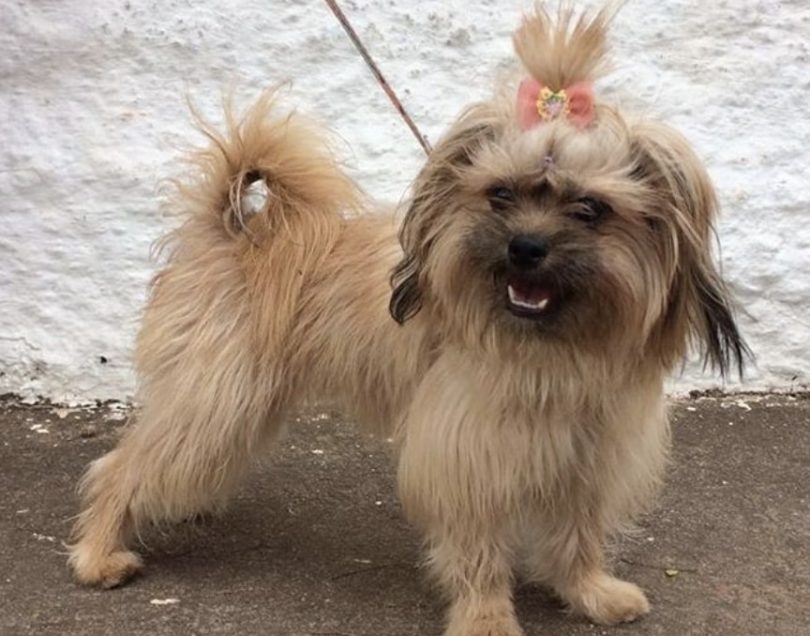 30 Special Shih Tzu Mixes - The Shih Tzu Mix Guide