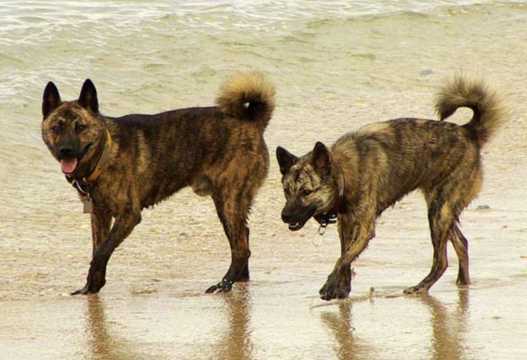 13 Native Japanese Dog Breeds (All Japanese Dogs)