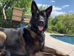 11 German Shepherd Colors - All Coats & Markings