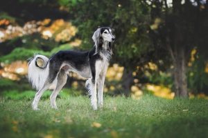 All 5 Types of Hunting Dogs (& How They Actually Hunt)