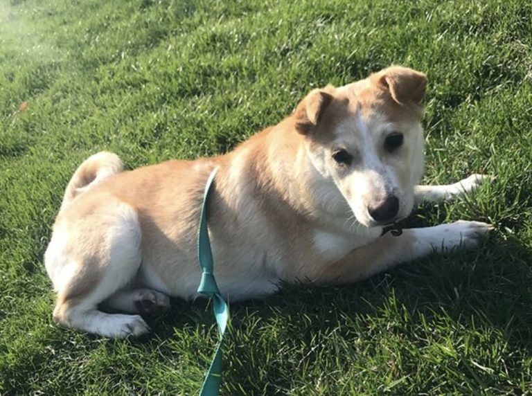32 Most Handsome Husky Mixes - Find Your Husky Hybrid