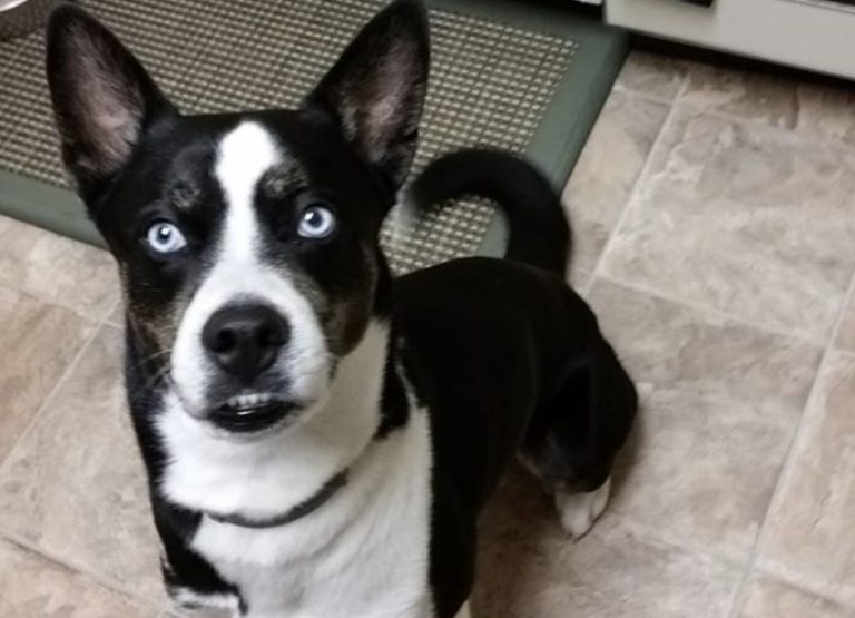32 Most Handsome Husky Mixes - Find Your Husky Hybrid