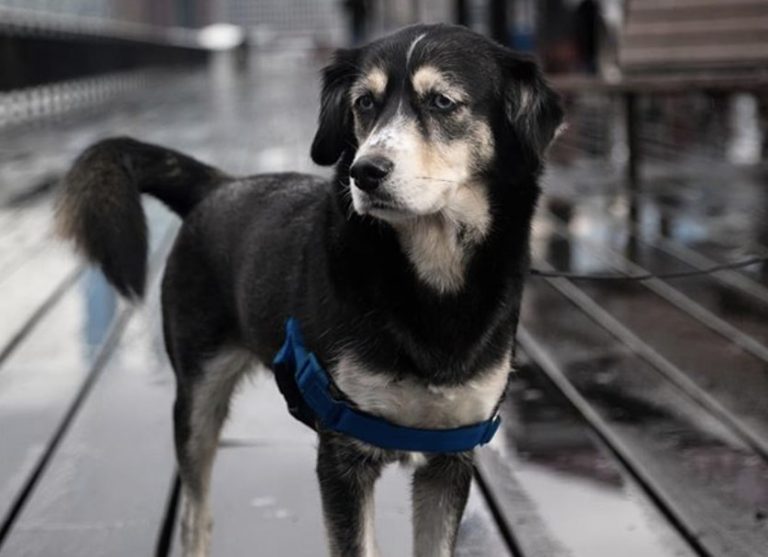 32 Most Handsome Husky Mixes - Find Your Husky Hybrid