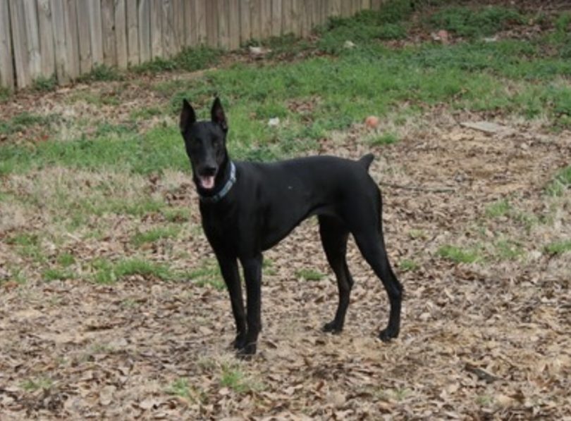 9 Doberman Pinscher Colors: Coats, Markings & Pictures