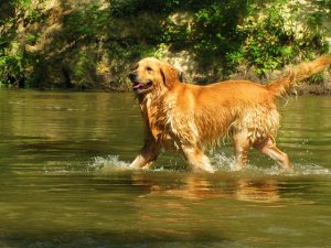 5 Gorgeous Golden Retriever Colors (with pictures!)