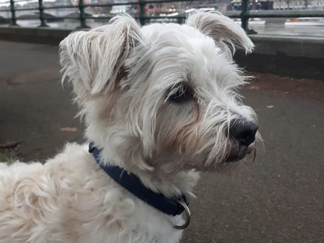 30 Special Shih Tzu Mixes - The Shih Tzu Mix Guide