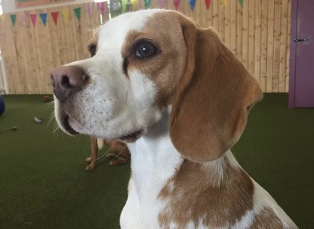 8 Beautiful Beagle Colors: Coat Markings & Pictures