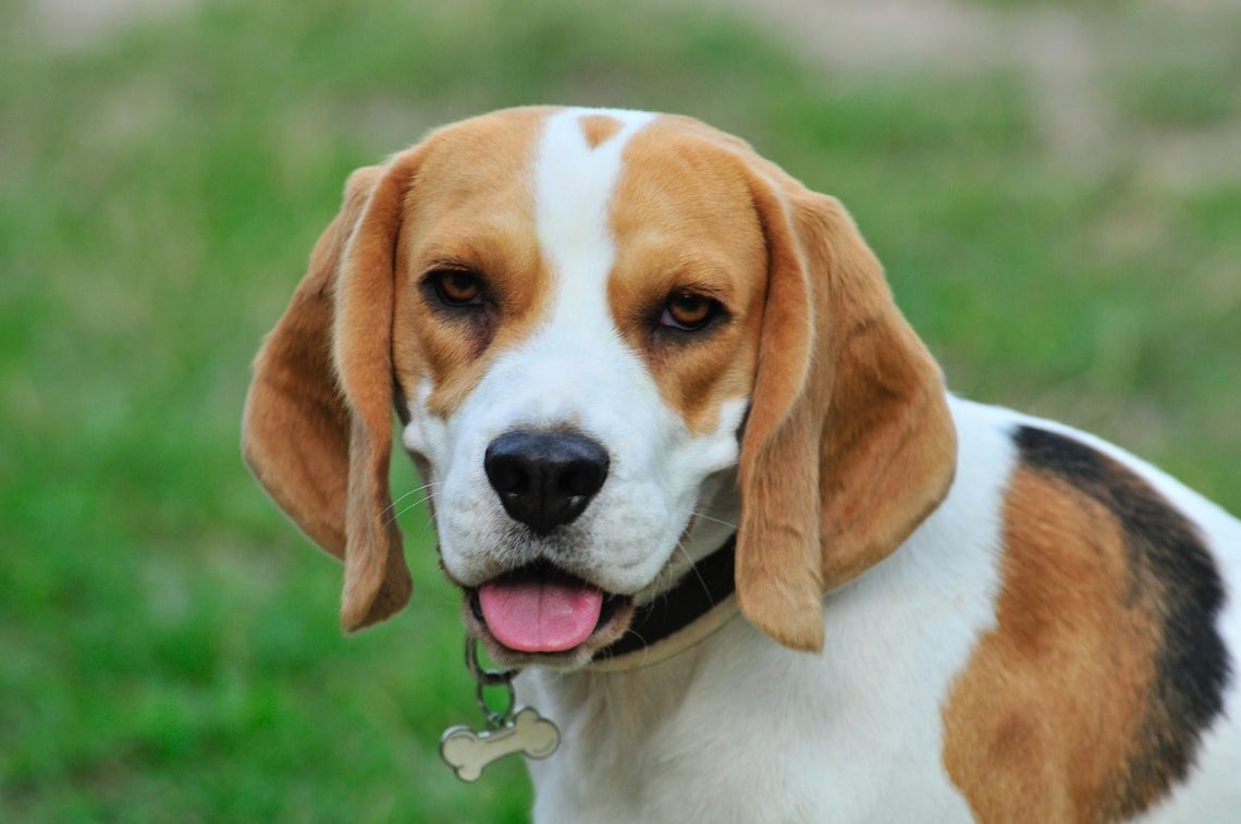 The Smart Canine - Dog Breed Guides & Interesting Facts