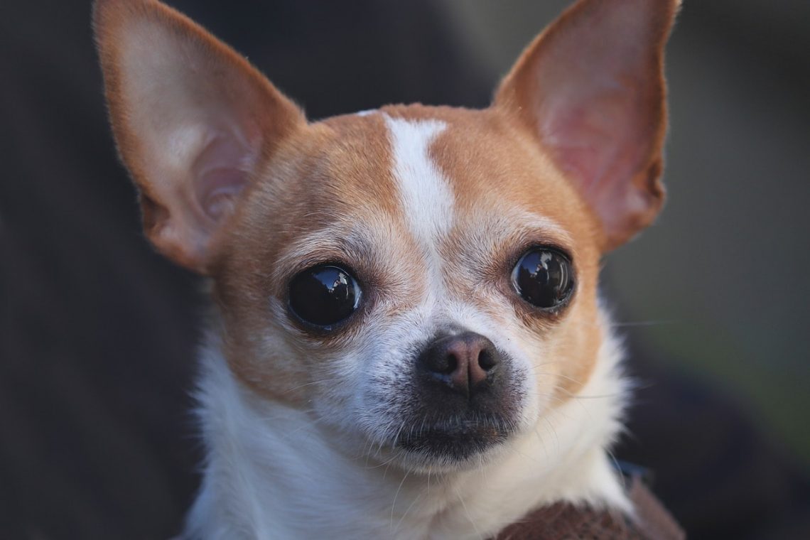 Are Jack Russells Smart? - Here's Why They're Intelligent
