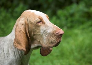 30 Native French Dog Breeds (Best Dogs of France)