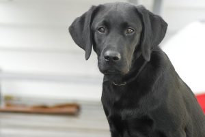 34 Black Dog Breeds - Small, Medium & Big Black Dogs
