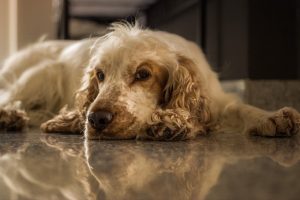 Are Cocker Spaniels Smart? - Here's Why They're Intelligent