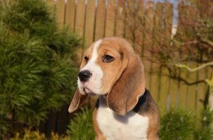 Why Do Beagles Howl? - 6 Reasons Why They Howl