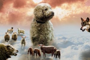 Are Goldendoodles Smart? - The Most Intelligent Mutts