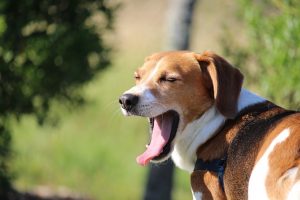 Are Beagles Smart? - What Actually Makes Them Smart