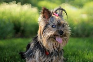 Do Yorkies Shed Much? - A Complete Guide to Yorkie Shedding