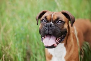 40 Native German Dog Breeds (All Dogs of Germany)
