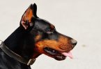 What Were Dobermans Bred For? - Past Jobs, Roles & History