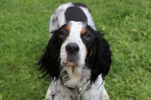 15 Best Pointer Dog Breeds: The Guide to Bird Dogs
