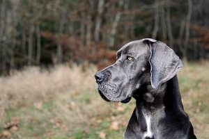 59 Big Dog Breeds: The Complete "Large Dogs" List