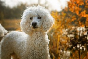 Are Poodles Hunting Dogs? - Here's Why They're Good Hunters