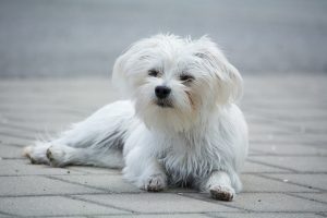37 Best White Dog Breeds: Fluffy, Small & Big White Dogs