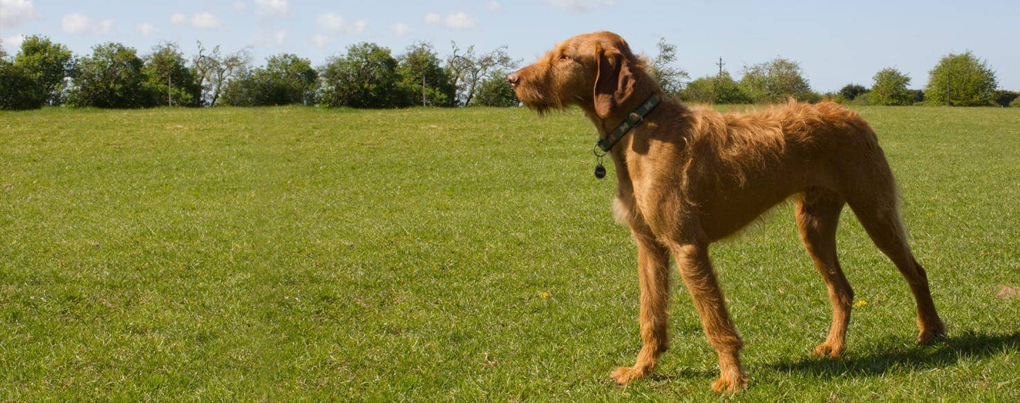 45 Medium Dog Breeds - All Recognized Medium Dogs