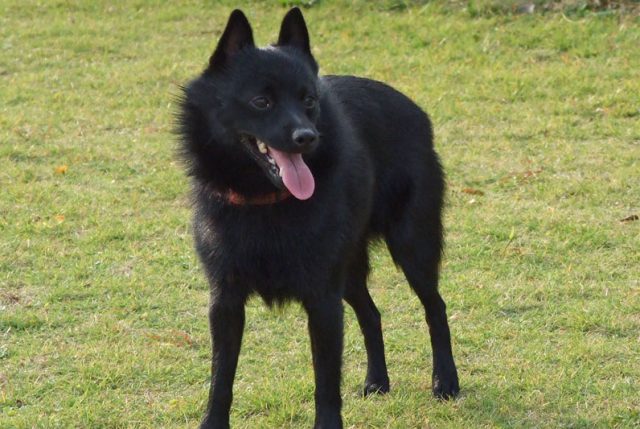 34 Best Black Dog Breeds: Small, Medium & Big Black Dogs