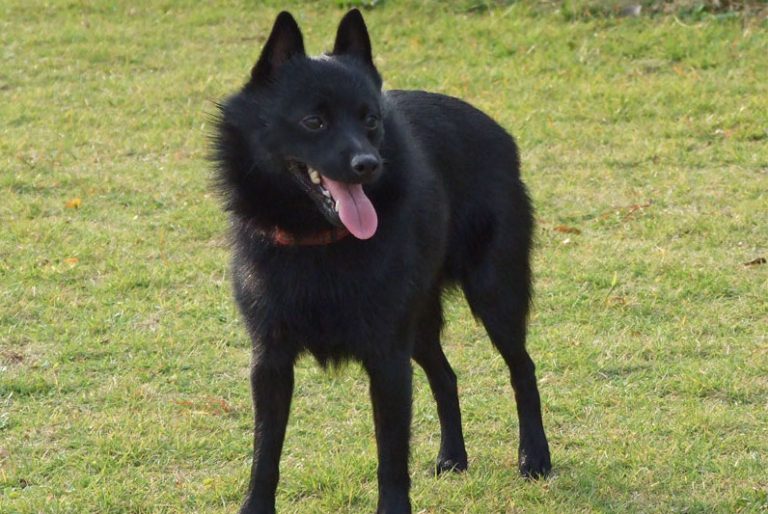 34 Black Dog Breeds - Small, Medium & Big Black Dogs