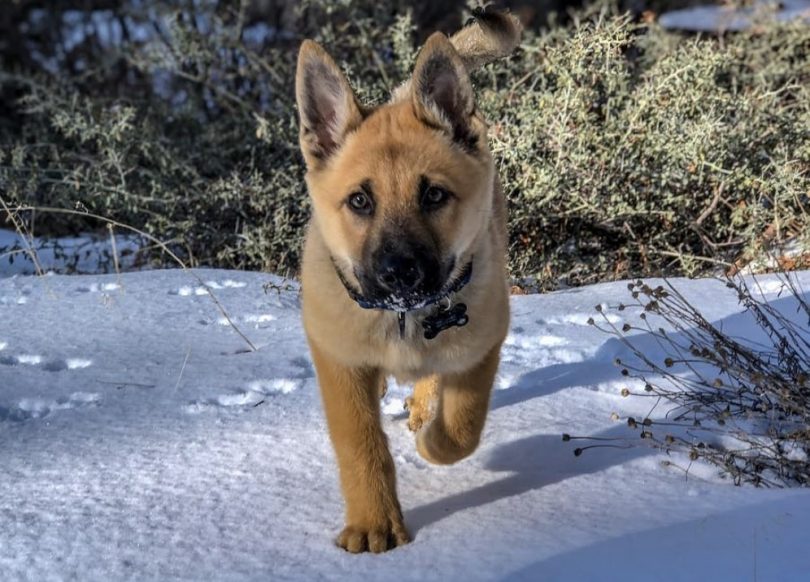 33 Gorgeous German Shepherd Mixes (Best GSD Hybrids)