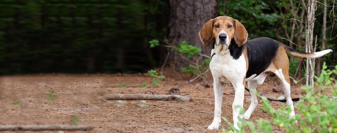 45 Medium Dog Breeds - All Recognized Medium Dogs