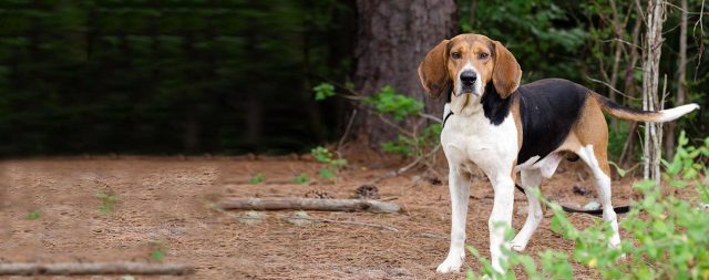 45 Medium Dog Breeds - All Recognized Medium Dogs