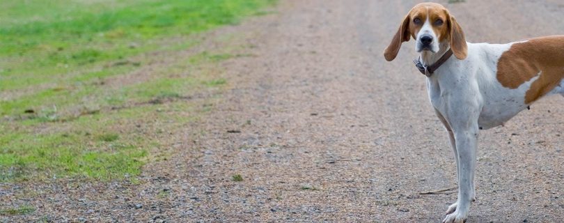 45 Medium Dog Breeds - All Recognized Medium Dogs