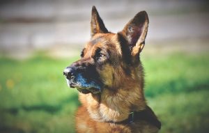 59 Big Dog Breeds: The Complete "Large Dogs" List