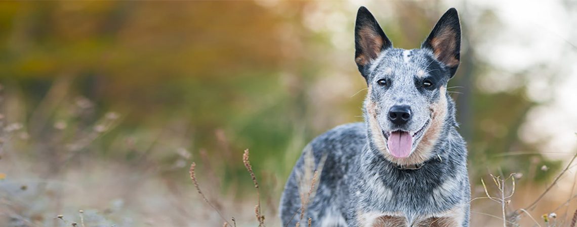 45 Medium Dog Breeds - All Recognized Medium Dogs