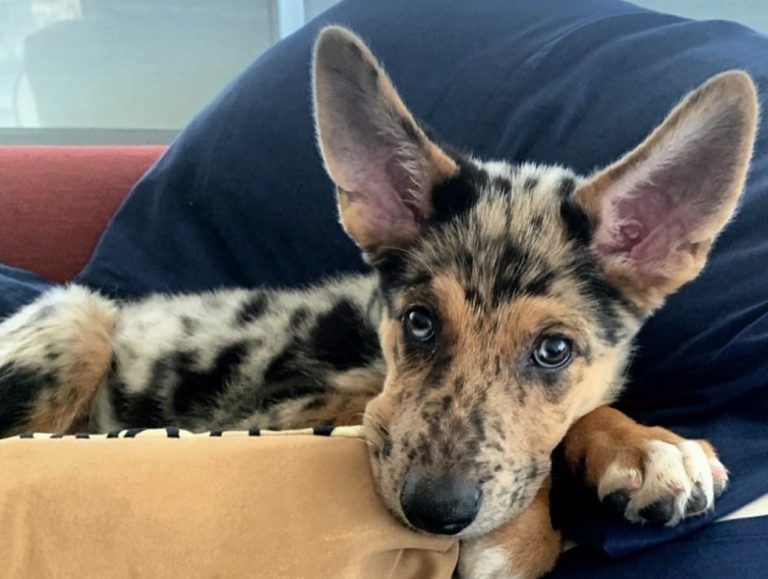 33 Gorgeous German Shepherd Mixes (Best GSD Hybrids)