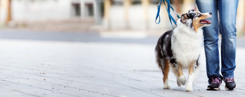 45 Medium Dog Breeds - All Recognized Medium Dogs