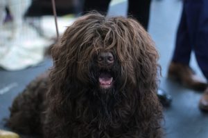 30 Native French Dog Breeds (Best Dogs of France)