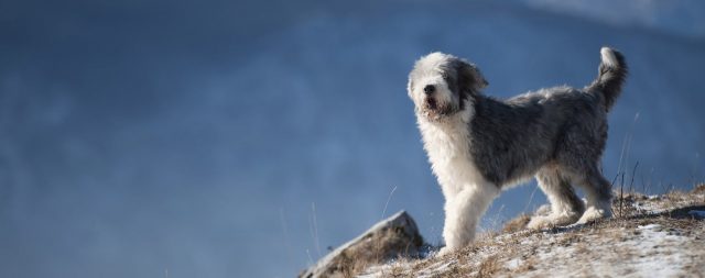 45 Medium Dog Breeds - All Recognized Medium Dogs