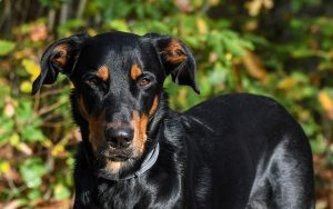 34 Best Black Dog Breeds: Small, Medium & Big Black Dogs