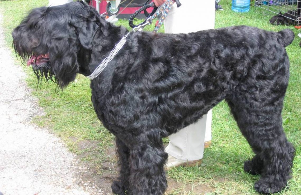 59 Big Dog Breeds: The Complete "Large Dogs" List