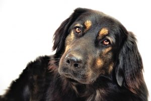 59 Big Dog Breeds: The Complete "Large Dogs" List