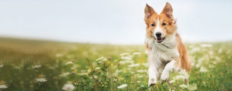 45 Medium Dog Breeds - All Recognized Medium Dogs