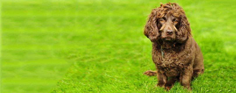 45 Medium Dog Breeds - All Recognized Medium Dogs