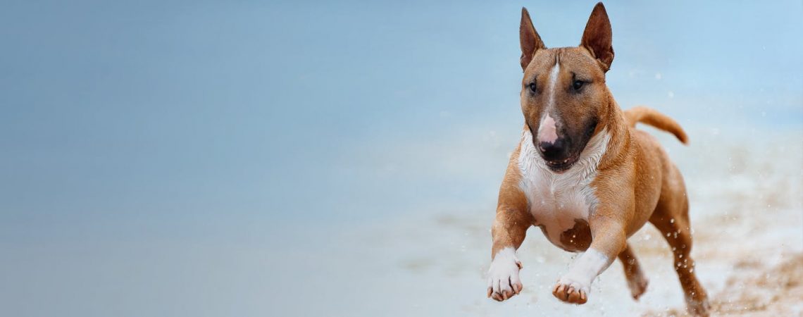 45 Medium Dog Breeds - All Recognized Medium Dogs