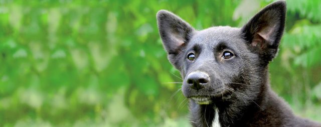 45 Medium Dog Breeds - All Recognized Medium Dogs