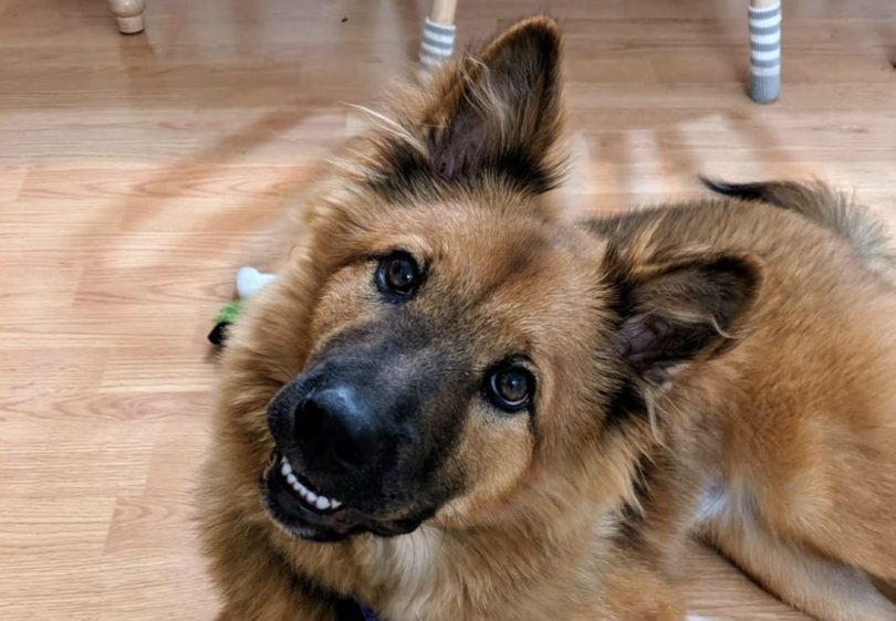 33 Gorgeous German Shepherd Mixes (Best GSD Hybrids)