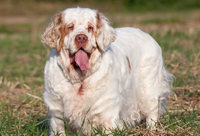 All 5 Types of Hunting Dogs (& How They Actually Hunt)