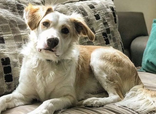 29 Beautiful Border Collie Mixes (With Pictures!)